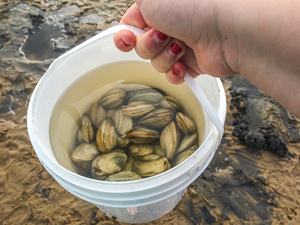 Pêche aux coques, ou le bonheur aux Îles de la Madeleine!